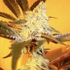Animal Face Strain - Award-Winning Hybrid Cannabis Seeds