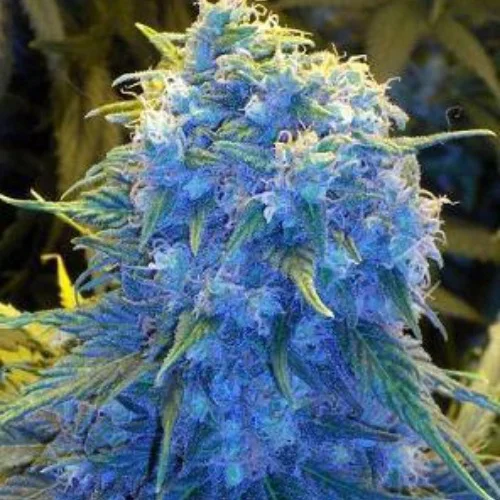 Sour Strawberry Strain - Energizing Hybrid Cannabis Seeds