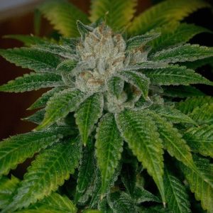 Island Girl Strain - Tropical Sativa Seeds for Creative Energy