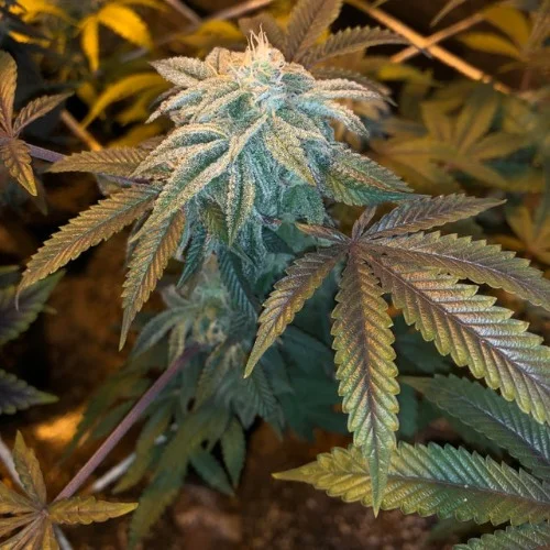 Cannabis Strains Directory: Find Your Perfect Cannabis Seeds