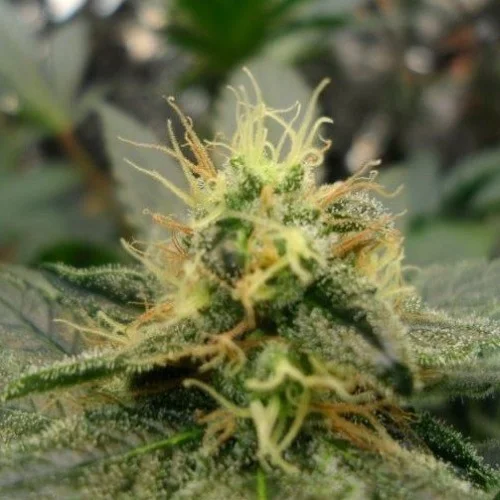 Sour Strawberry Strain - Energizing Hybrid Cannabis Seeds