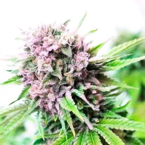 Cannabis Strains Directory: Find Your Perfect Cannabis Seeds