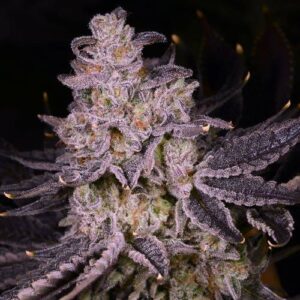 Apple Tartz Strain - Euphoric Hybrid Seeds with Sweet Apple Flavor