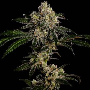 Apples and Bananas Strain - 20% THC Hybrid Cannabis Seeds