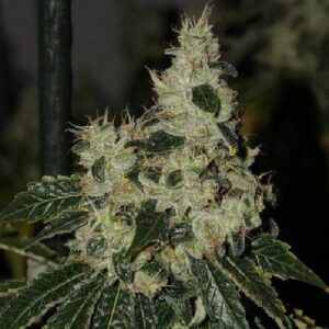 Chem 91 Strain - Potent Hybrid Seeds with 21% THC Content