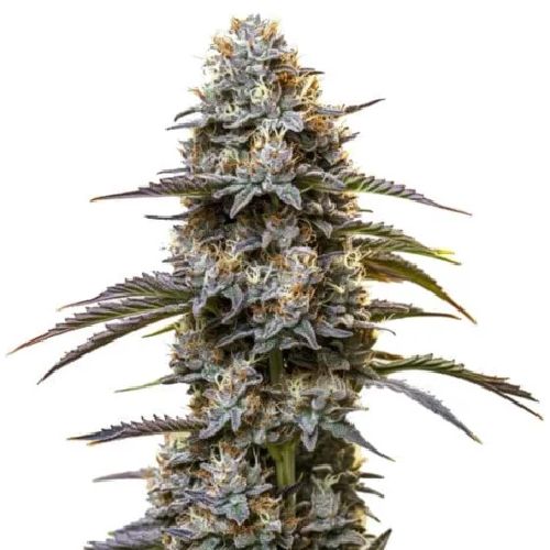 Chocolate Thai Strain Classic Sativa Seeds For Focus Energy Chocolate Thai Strain Classic Sativa Seeds For Focus Energy