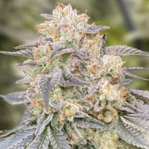 Gorilla Z Strain - High-Potency Relaxation Seeds for Expert Growers