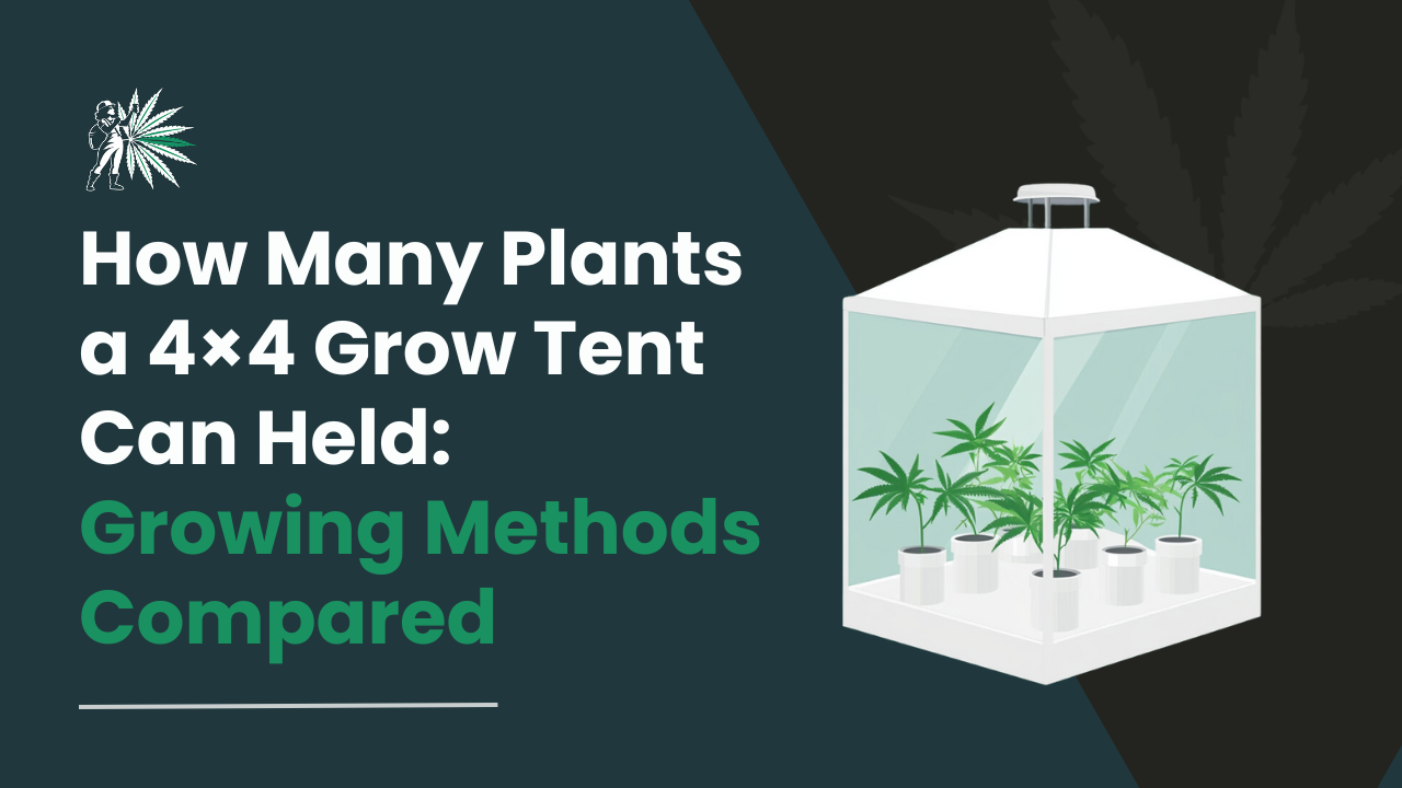 How Many Plants a 4x4 Grow Tent Can Held [Size Guide]
