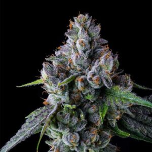 Jokerz Strain - Relaxing Hybrid Cannabis Seeds for Focus