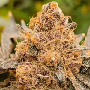 Krypto Chronic Strain - High THC Hybrid Cannabis Seeds