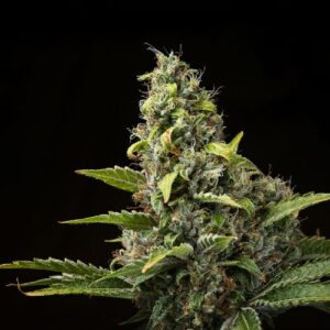 L'Orange Strain - Energizing Hybrid Seeds with Citrus Profile