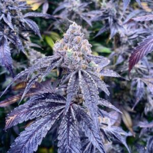 Point Break Strain - Relaxing Hybrid Seeds with Citrus Notes