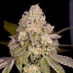 Rainbow Belts Strain - Relaxing 20% THC Hybrid Cannabis Seeds