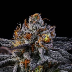 Rainbow Runtz Strain - Relaxing Hybrid Cannabis Seeds 25% THC