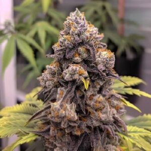 Truffle Cake Strain - 22% THC Indica Hybrid Cannabis Seeds