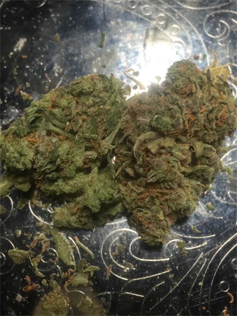 Chocolate Thai Strain Classic Sativa Seeds For Focus Energy Chocolate Thai Strain Classic Sativa Seeds For Focus Energy